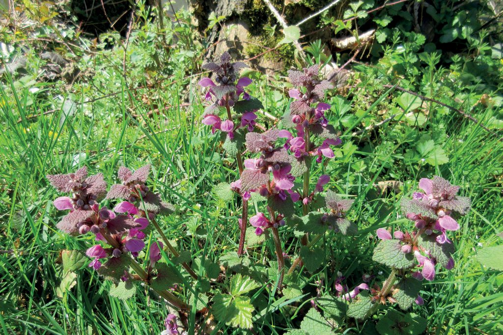 Lamier pourpre - Espaces verts de la Ville de Vichy