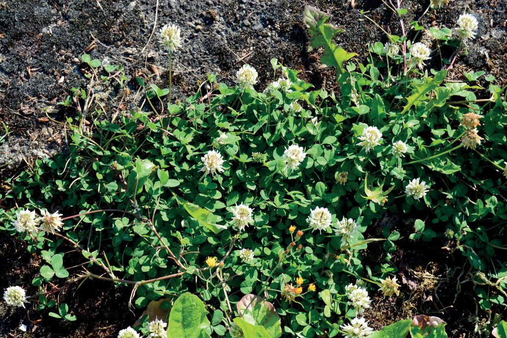 Trèfle rampant - Espaces verts de la Ville de Vichy
